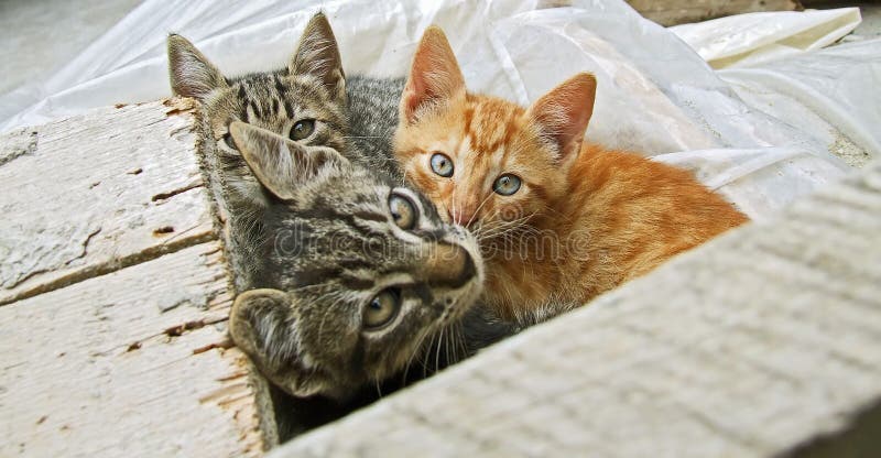 Three gorgeous little cats stock image. Image of cats - 21282541