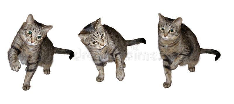 Three cats stock photo. Image of playing, hunter, feline - 7624116