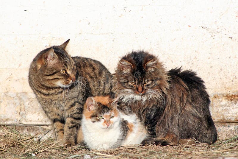 6,622 Three Cats Stock Photos - Free & Royalty-Free Stock Photos from ...