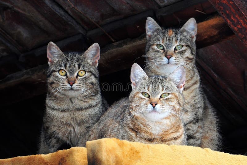 Three gorgeous little cats stock image. Image of cats - 21282541