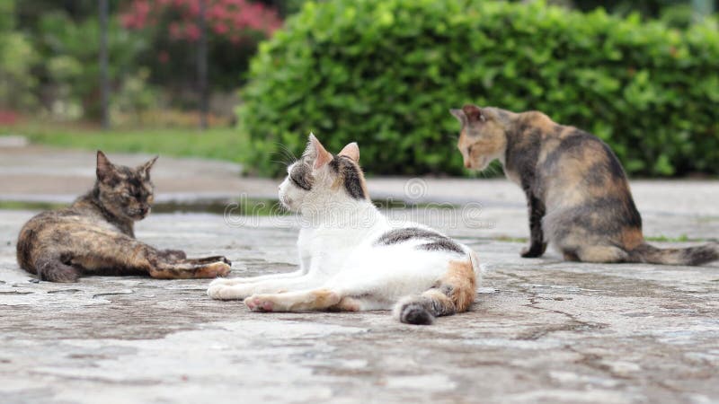 Three Cats of Different Colors Resting on Grey Stone Pavement. Stock Video - Video of cats ...