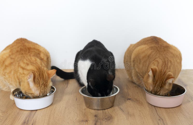 Three Cats Eating from Bowls Stock Image - Image of home, breed: 308717911