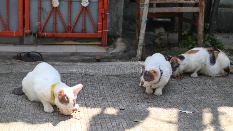 Three Cats Eating on a Concrete Stock Photo - Image of urban, mammal ...