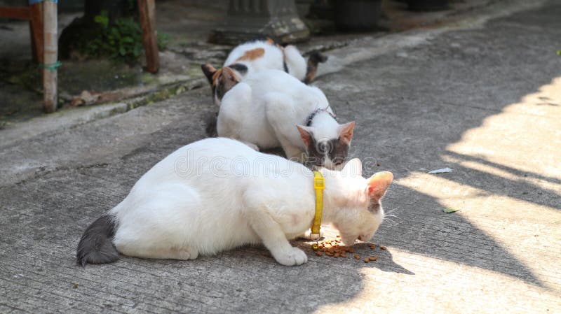 Three Cats Eating on a Concrete Stock Photo - Image of action, cats ...