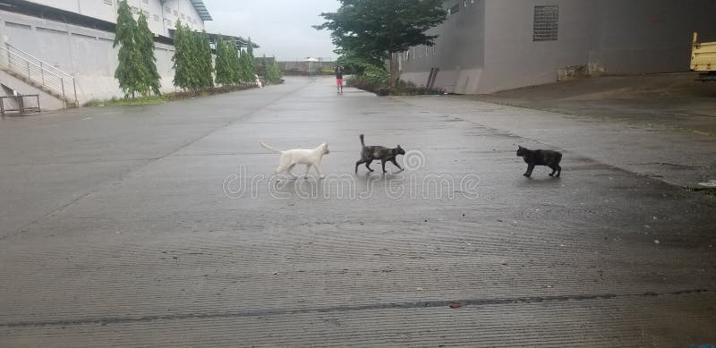 Three Cats Face To Face Outdoor Stock Image - Image of street, animal ...