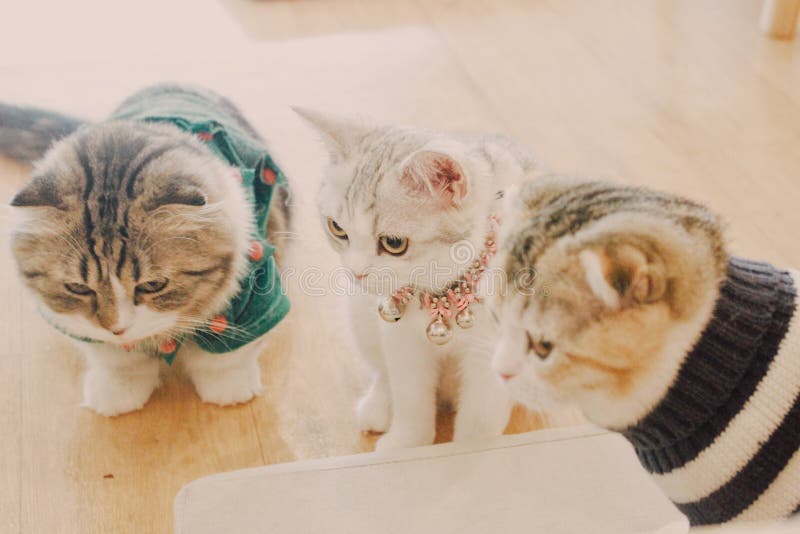 Three cats stock photo. Image of kitty, three, family - 163363602