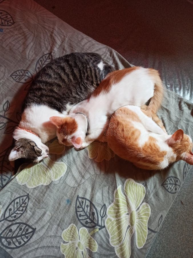 Three Cats Fast Asleep on the Bed Stock Photo - Image of cats, three ...