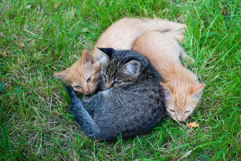 Three cats friends stock photo. Image of fanny, domesticated - 14782878