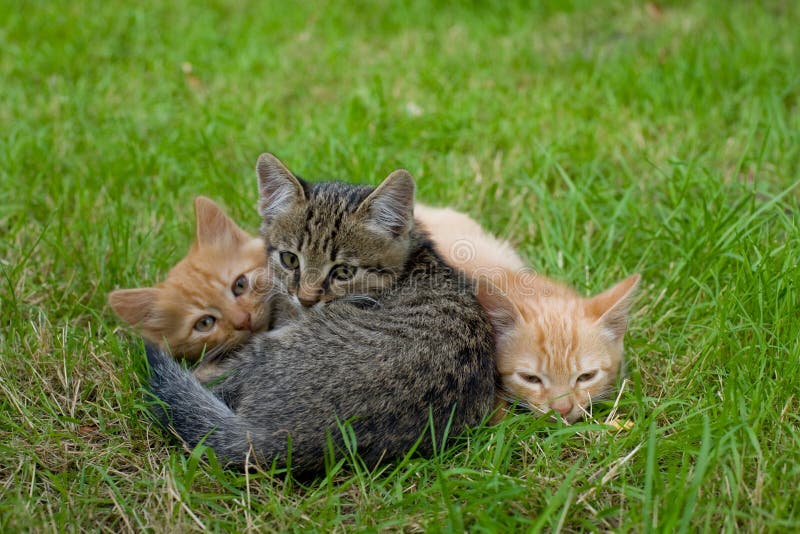 Three cats friends stock photo. Image of three, fluffy - 8320576