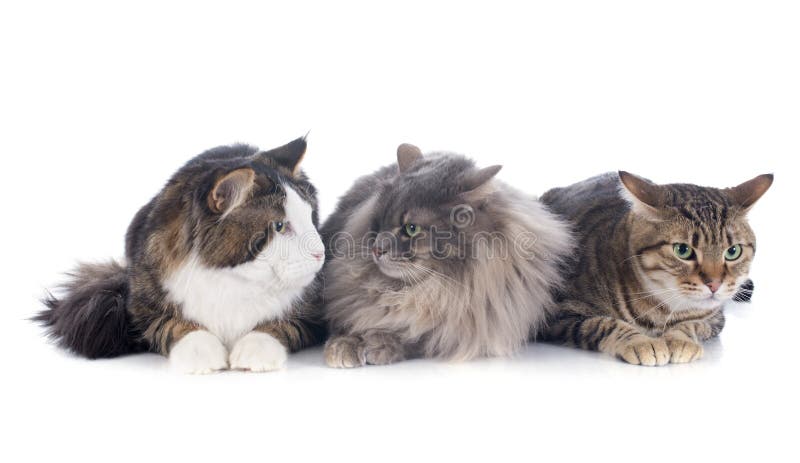 Three cats stock photo. Image of animal, studio, purebred - 15546078