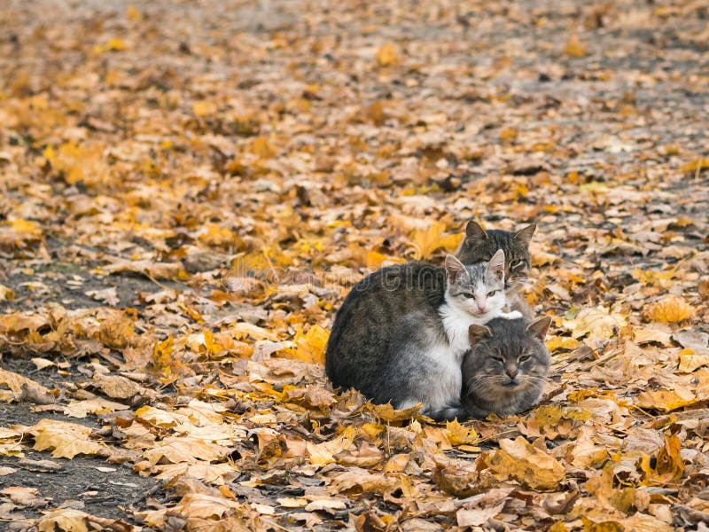 Three Cats Hugging Each Other Cold in the Fall. Stock Photo - Image of ...