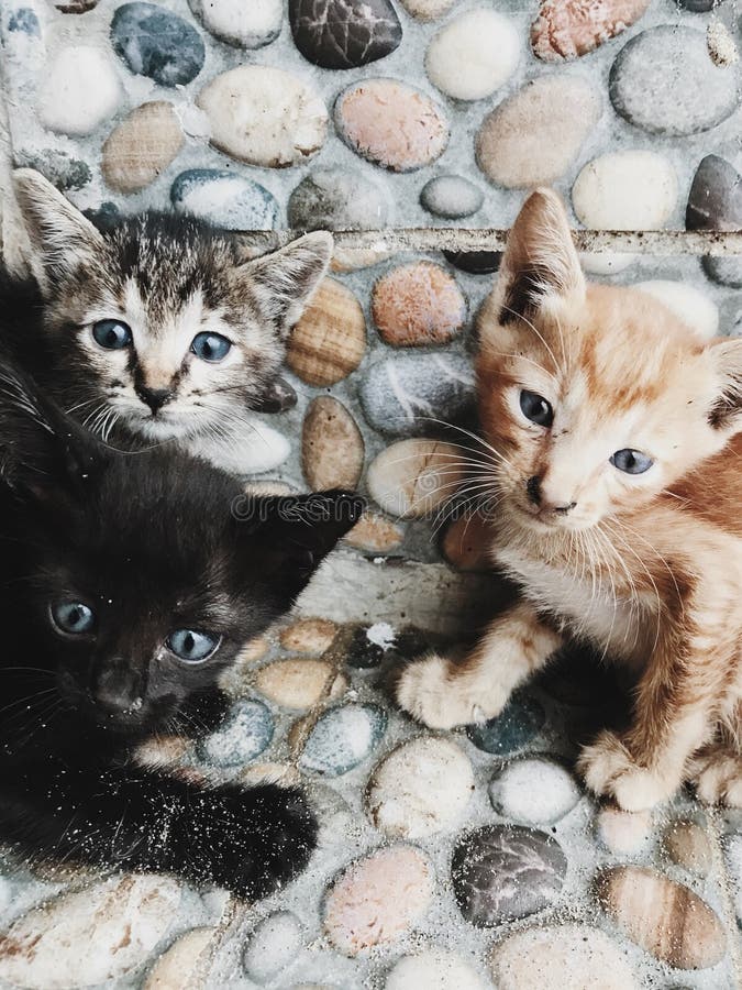 Three cats stock photo. Image of nature, three, cute - 202048276