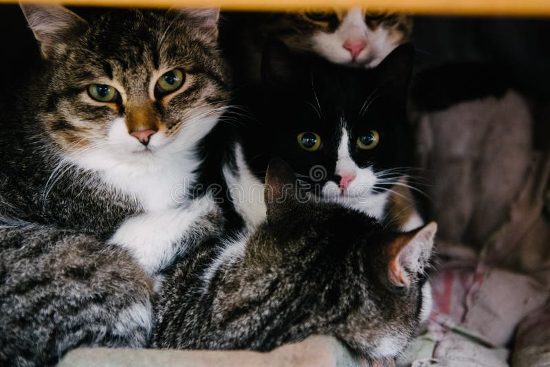 Three Cats Look at the Camera Lens Stock Photo - Image of mammal, look ...