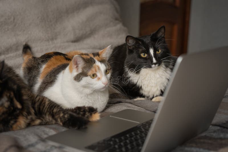 Three Cats Look at the Laptop Screen Stock Image - Image of meeting ...