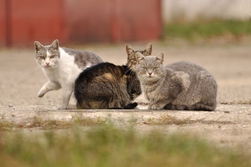 Three Cats Looking To the Camera and One Getting Ready To Leave Stock ...