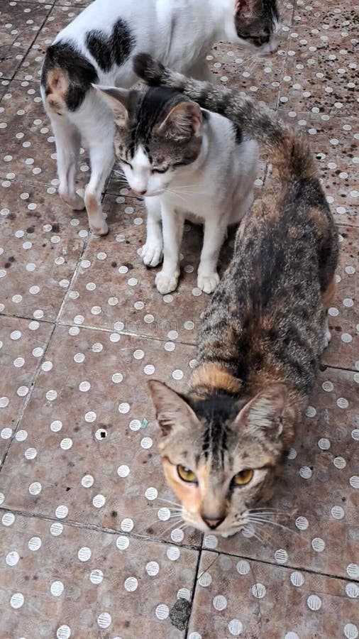 Three Cats Mascots Characters Animation Stock Footage - Video of ...