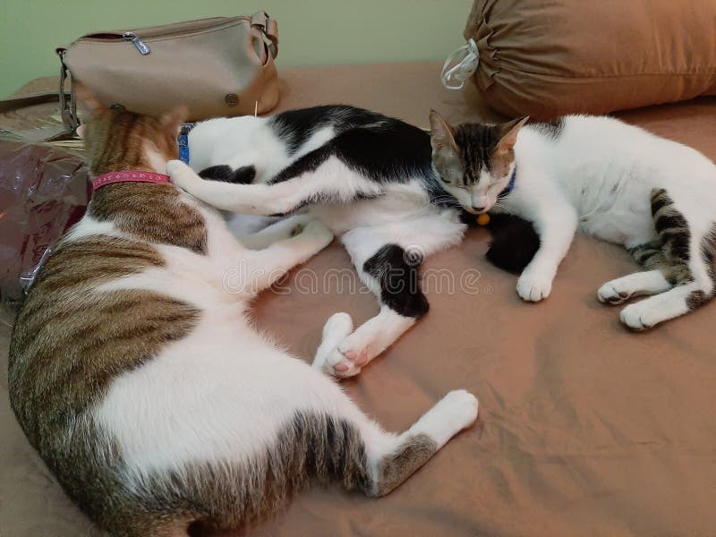 Cat Playing on the Mattress Stock Photo - Image of white, skin: 316144554