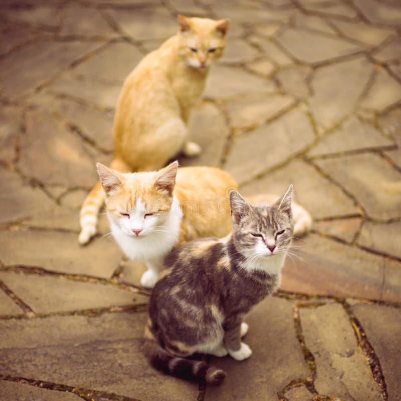 Three Cats Sit on a Wild Stone Floor Outdoors Stock Image - Image of ...