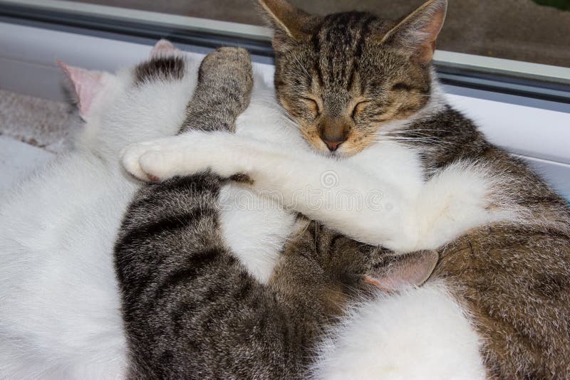 Three cats on a couch stock image. Image of tail, relaxation - 4421687