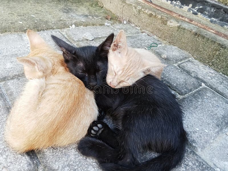 Three Cats Sleeping Outside and a Black Cat in the Middle of an Orange ...
