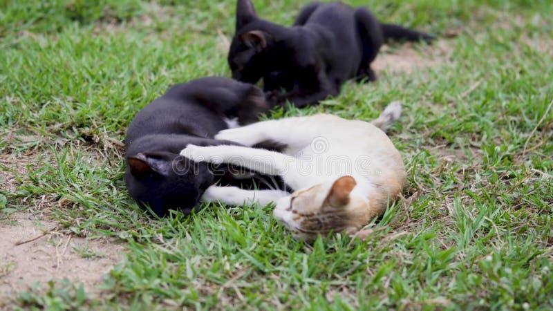 Three Cats are Playing on the Lawn. Stock Video - Video of happy ...