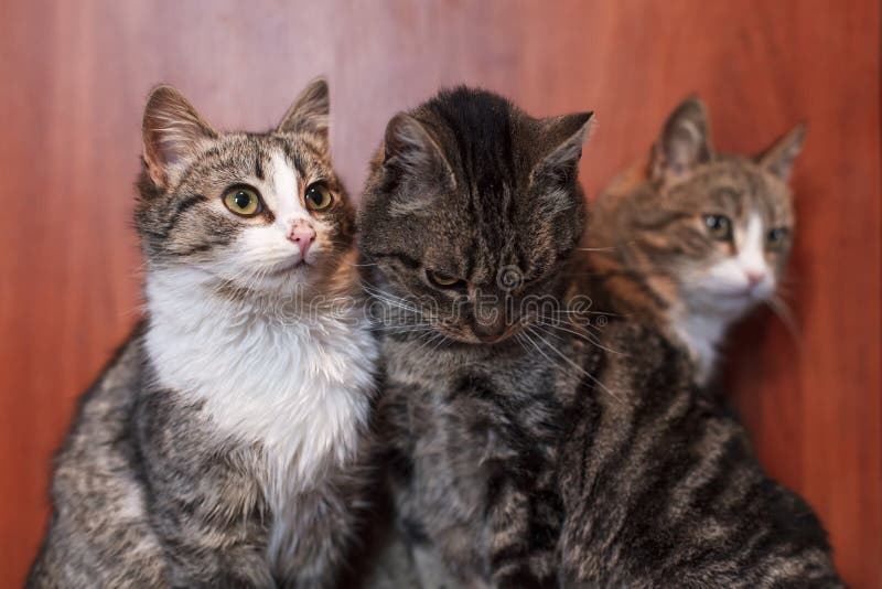 Three Cats Together Indoors Shelter. Stock Image - Image of group ...
