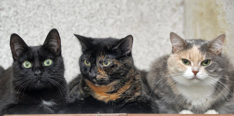 Three cats together stock image. Image of downy, loving - 100675295