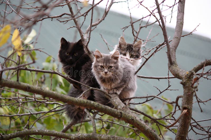 Three cats on tree stock image. Image of year, gifts - 199469797