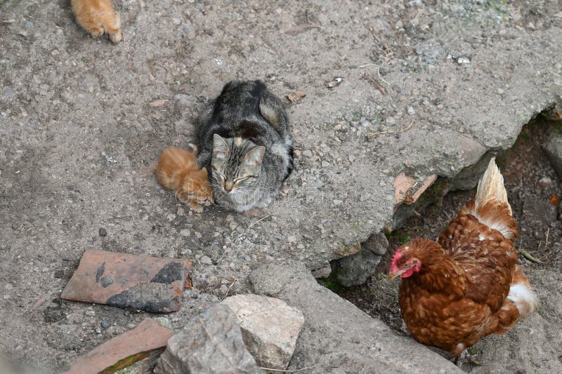 Cats and Two Chickens in a Group Standing Together Outdoors Stock Photo ...
