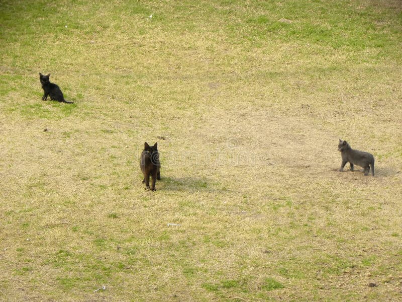 Three Cats Walking on the Grass Stock Photo - Image of pussycat, cats ...