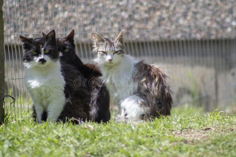 Three Cats Watching in the Sunlight Stock Image - Image of puss, catus ...