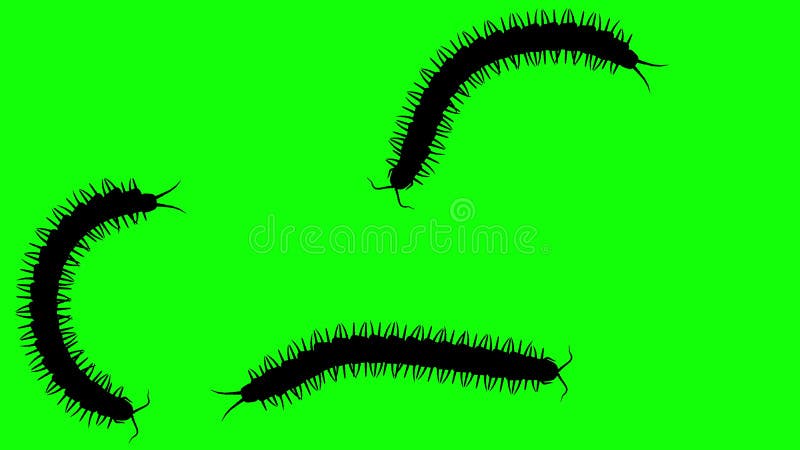 Centipede on Green Screen, CG Animated Silhouette, Seamless Loop Stock ...
