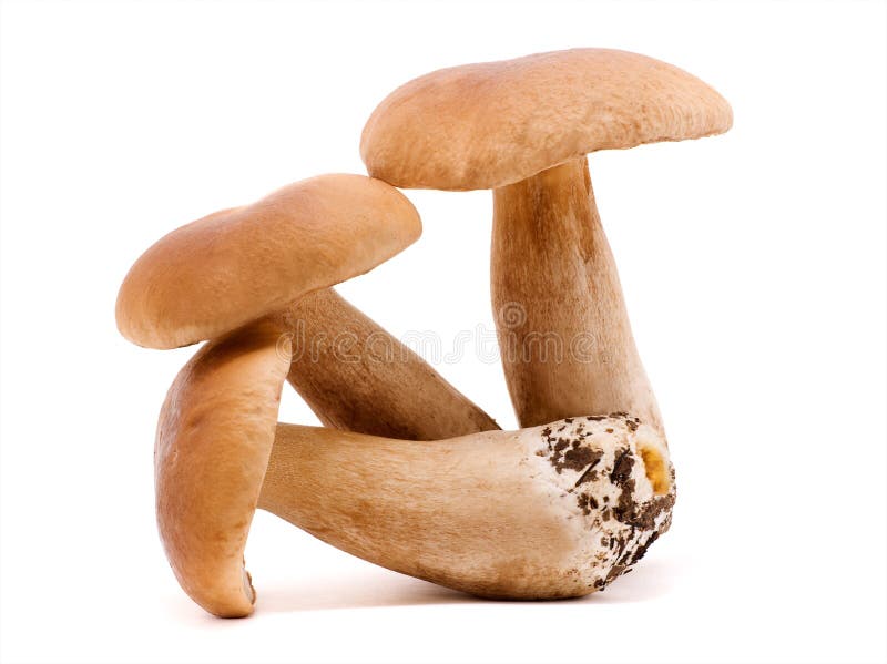 Boletus Edulis or Cep Mushroom Isolated on White Stock Photo - Image of ...