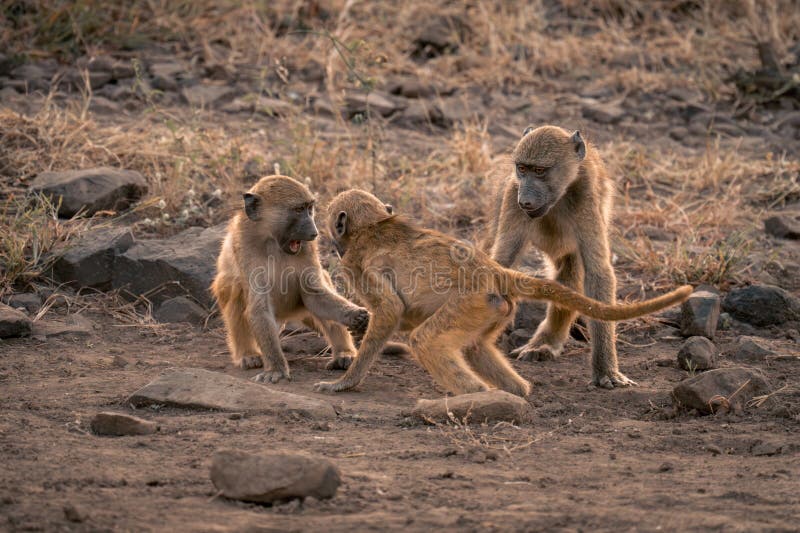 Three Chacma Baboons Play among Dusty Rocks Stock Photo - Image of ...