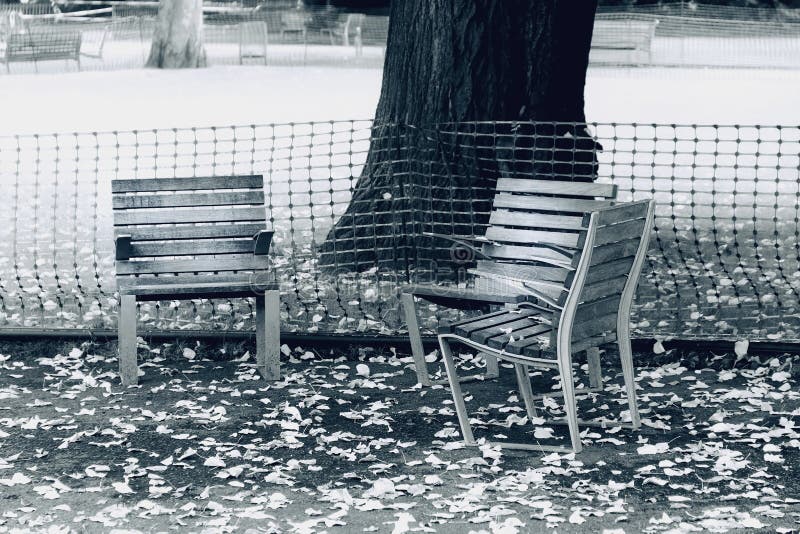 Three chairs under tree stock image. Image of white, empty - 48890075