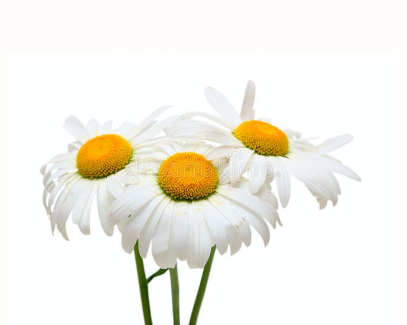 Fennel stock photo. Image of botanical, bunch, food, seed - 15370102