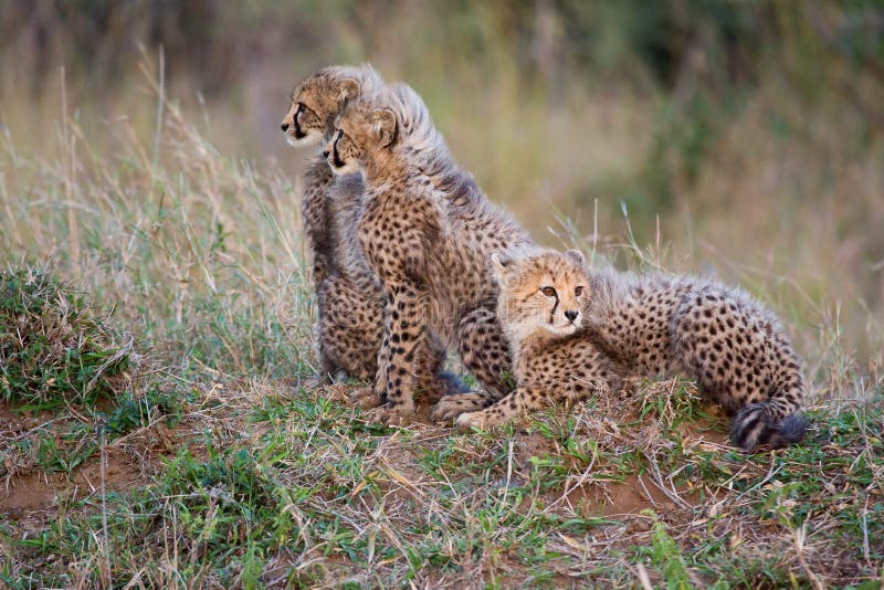 Three cheetah cubs stock image. Image of survive, carnivorous - 7620309