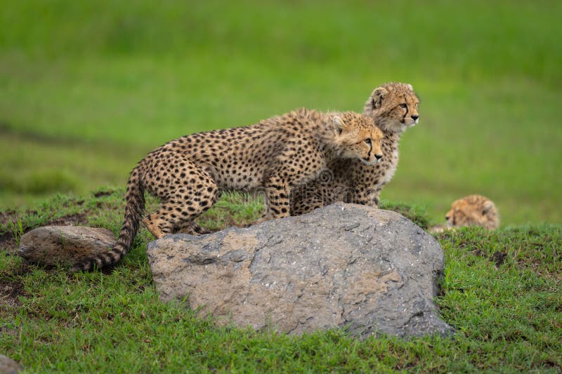 Three Cheetah Cubs Behind Rock on Ridge Stock Photo - Image of grass ...