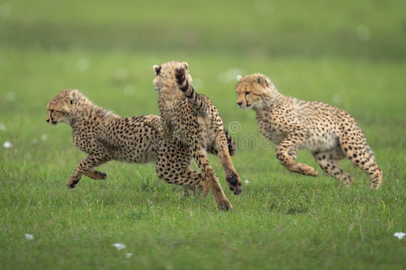 Three Cheetah Cubs Chase One Another Around Stock Image - Image of ...