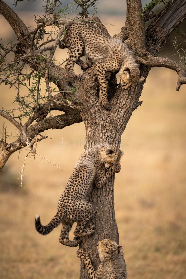 Three Cheetah Cubs Climb Tree in Savannah Stock Photo - Image of three ...