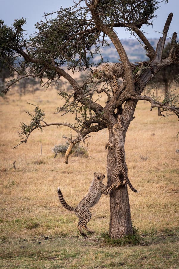 Three Cheetah Cubs Climbing Thorn Tree Together Stock Image - Image of ...