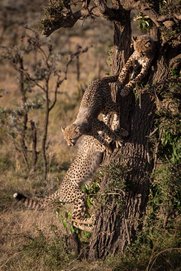 Cheetah Cub Climbing a Tree Stock Photo - Image of african, east: 4239300