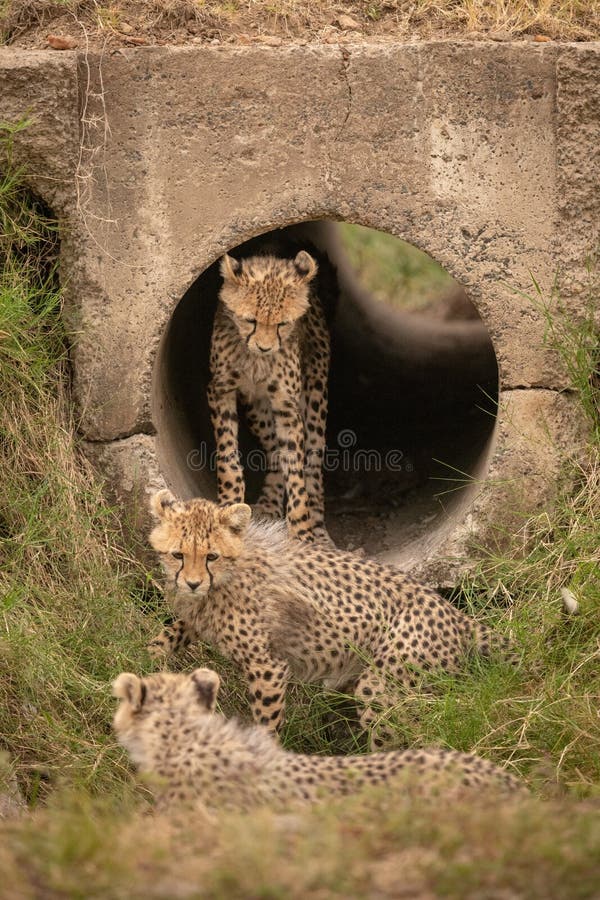 Three Cheetah Cubs in and beside Pipe Stock Photo - Image of wildlife ...