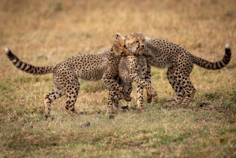 Three Cheetah Cubs Play Fight on Grass Stock Image - Image of animal ...