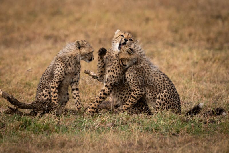 Three Cheetah Cubs Play Fighting on Grass Stock Image - Image of ...