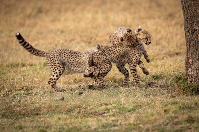 Three Cheetah Cubs Play Fighting beside Tree Stock Image - Image of ...