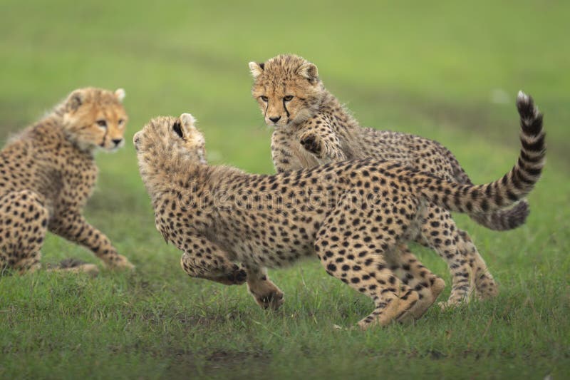 Three Cheetah Cubs Play on Grassy Plain Stock Image - Image of ...
