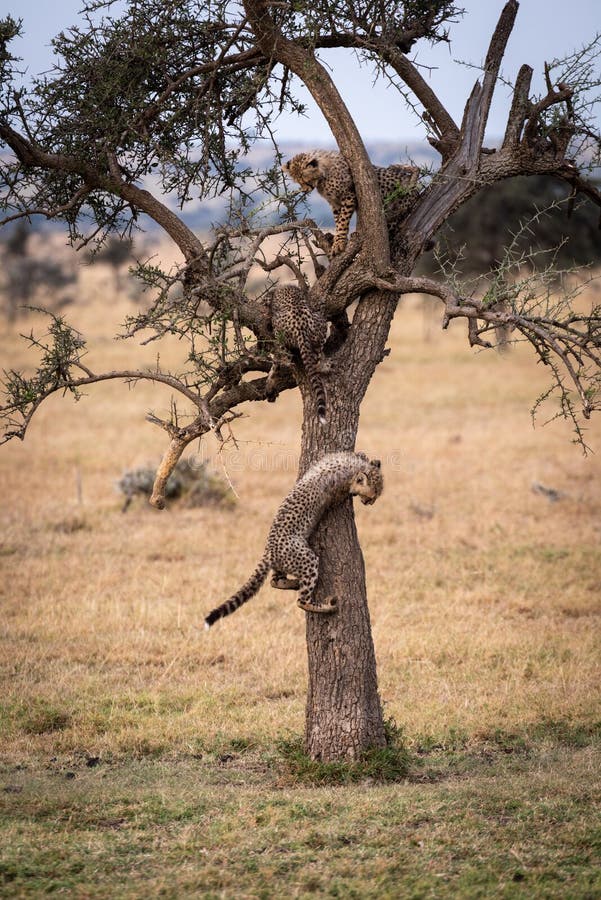 Three Cheetah Cubs Play in Thorn Tree Stock Photo - Image of fighting ...