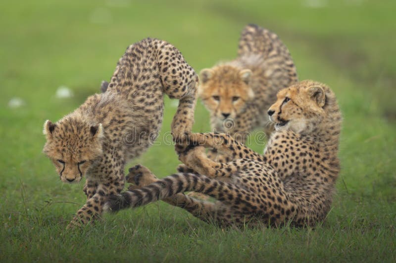 Three Cheetah Cubs Play Together on Grassland Stock Photo - Image of ...
