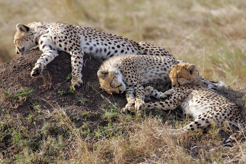 Three Cheetah Resting on the Masai Mara Stock Image - Image of masai ...